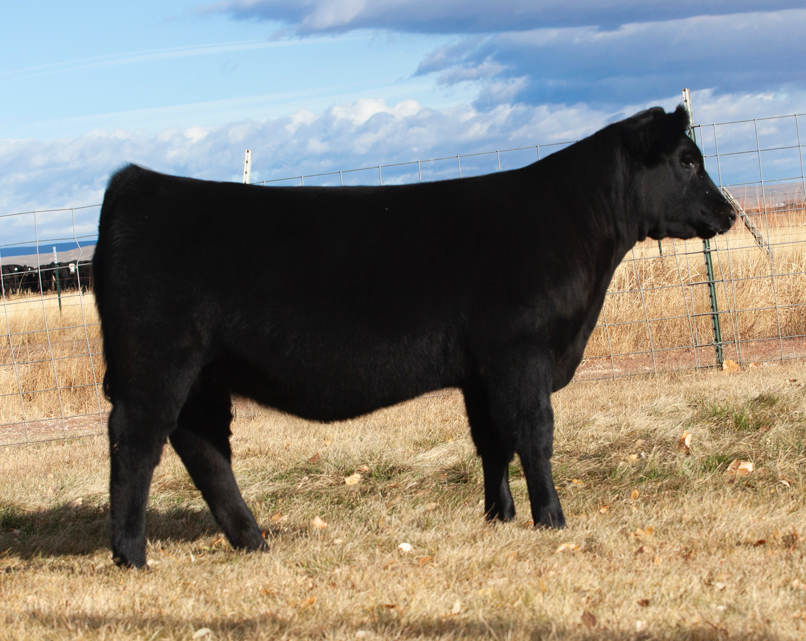 Sale Cattle – Hat Ranch Show Cattle
